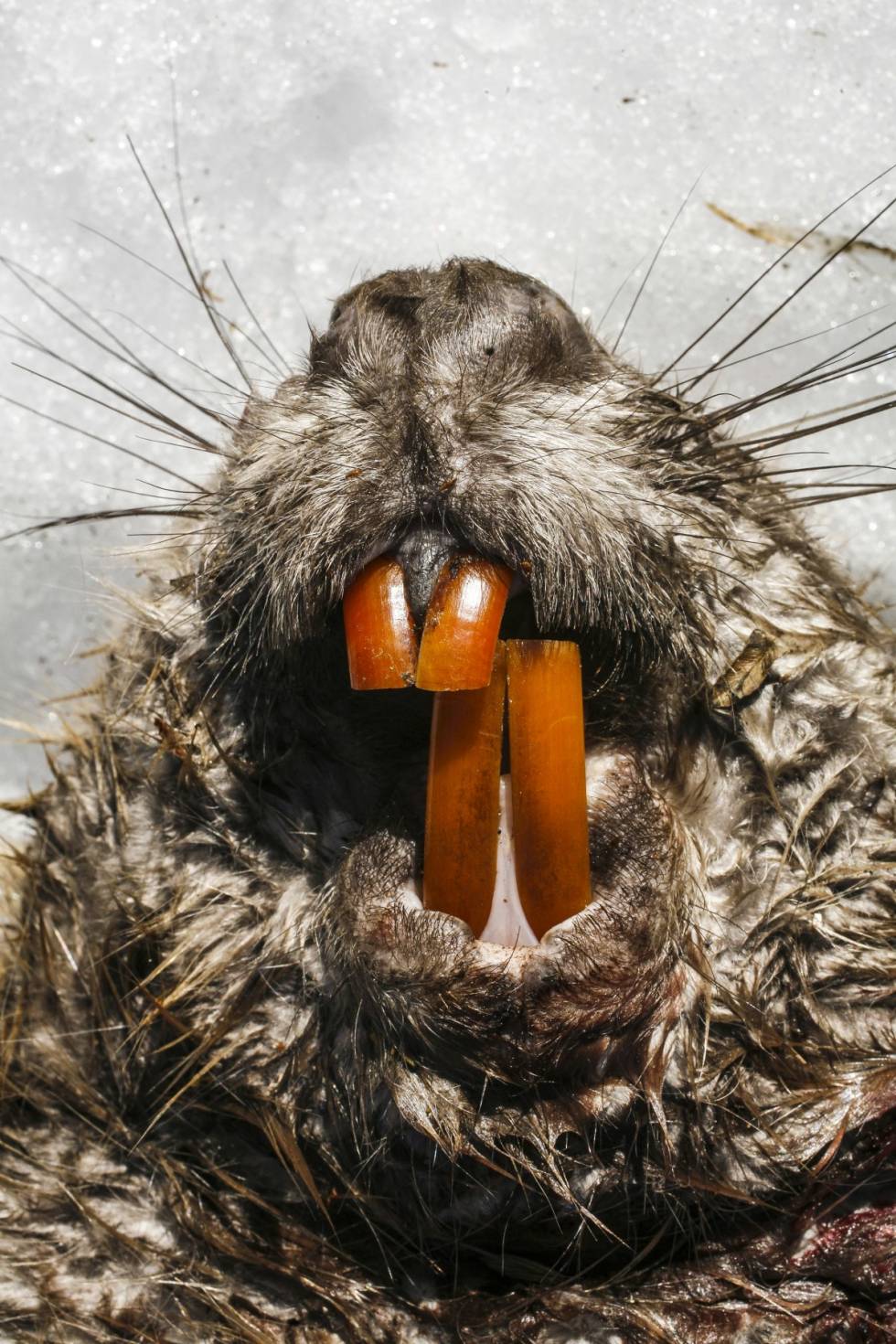 B-vane ble bever-bane | Beverjakt | JEGER.NO