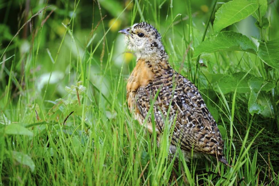 Hva er grunnen til lave bestander av rype og skogsfugl? - JEGER.NO