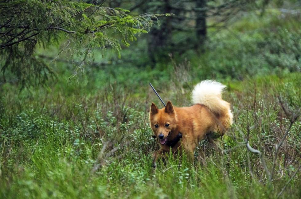 Slik funker skogsfugljakt med finsk spets - JEGER.NO