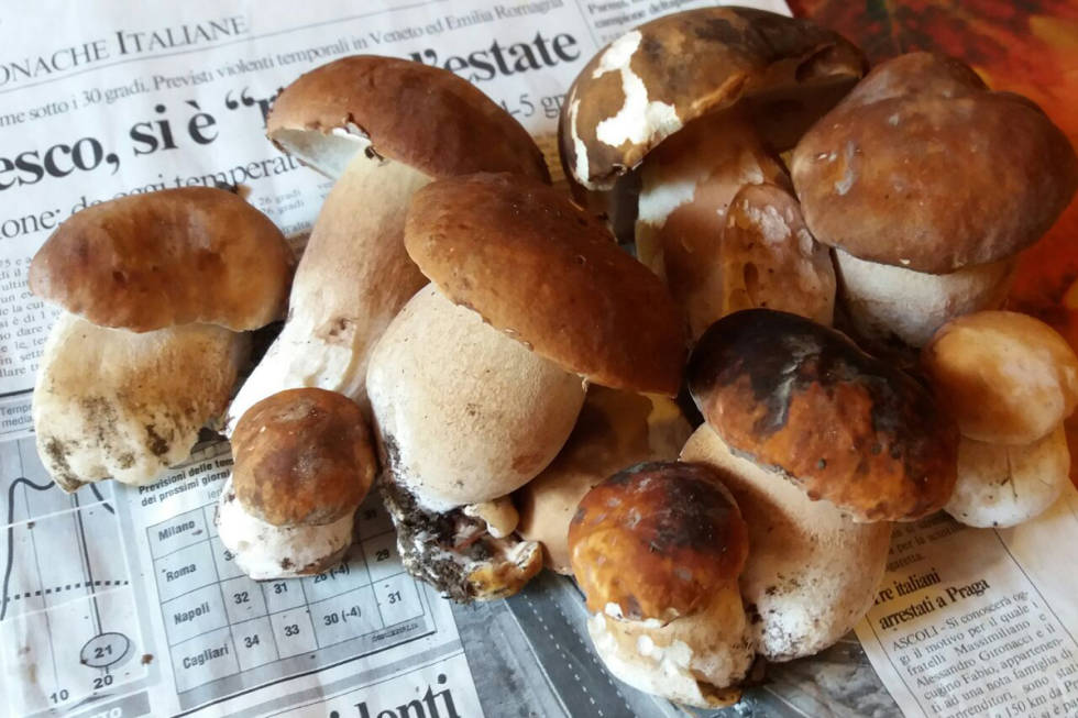 Steinsopp – guide og oppskrifter | Turmat | UTEMAGASINET.NO